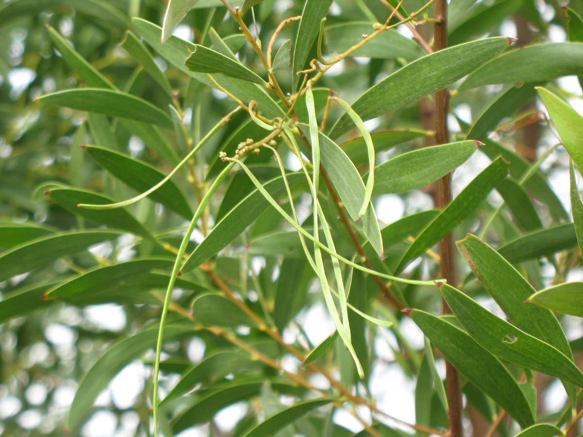 Acacia elachantha