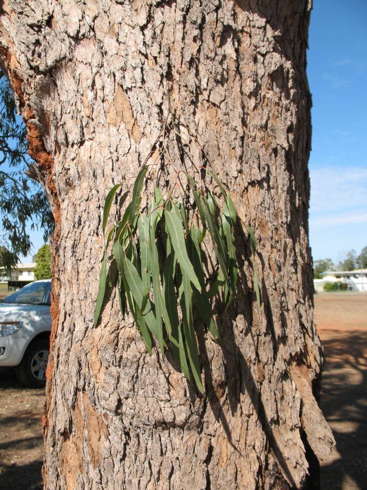 Clarkson's Bloodwood