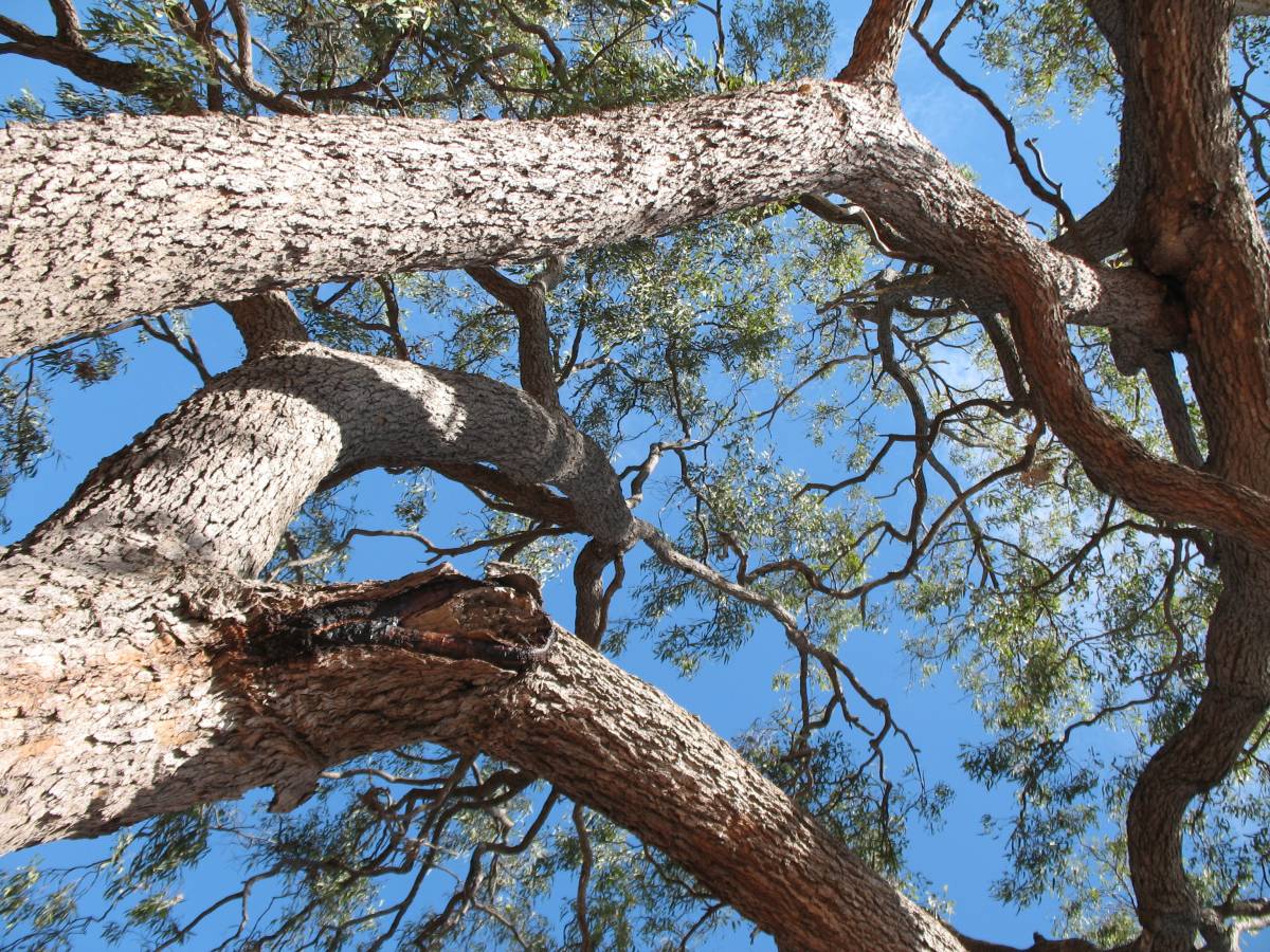 Clarkson's Bloodwood