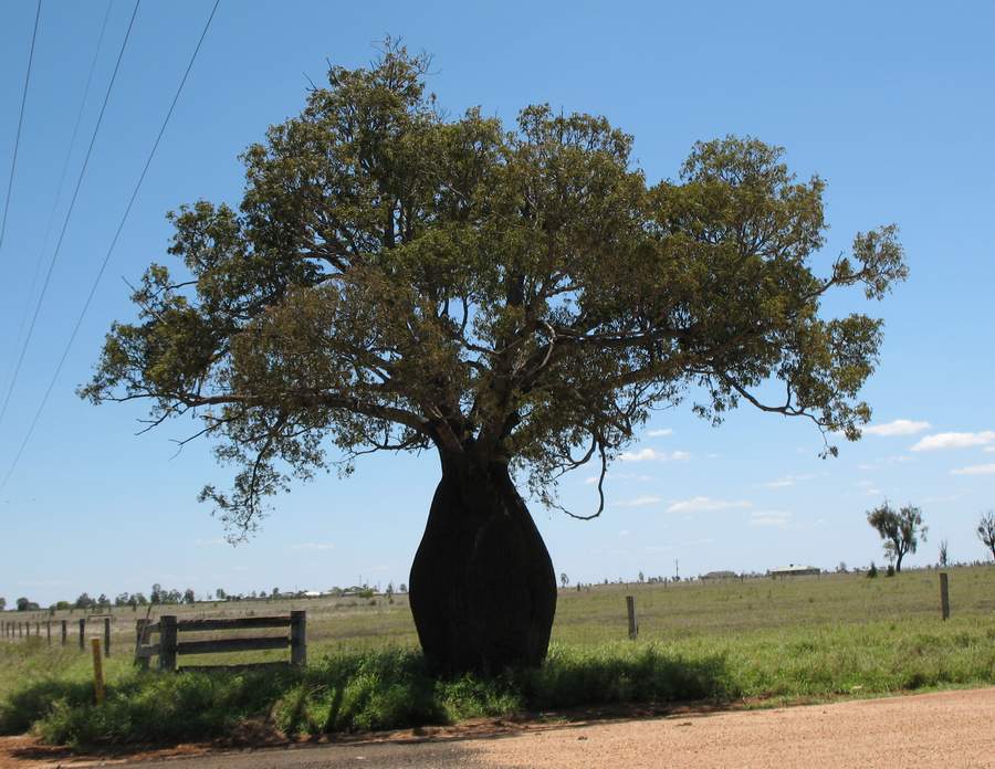 Bottle tree