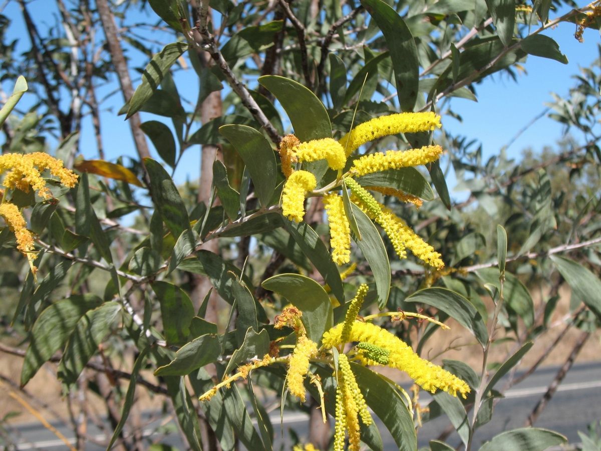 Candelabra Wattle